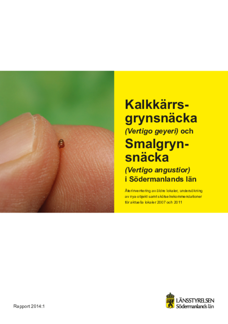 Kalkkärrsgrynsnäcka (Vertigo geyeri) och Smalgrynsnäcka (Vertigo ...