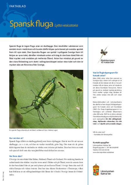 Faktablad. Spansk fluga | Länsstyrelsen Kalmar