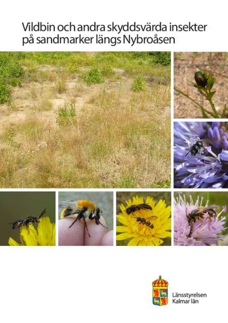 Vildbin och andra skyddsvärda insekter på sandmarker längs Nybroåsen ...