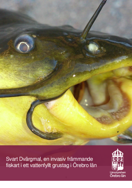 Svart dvärgmal, en invasiv främmande fiskart i ett vattenfyllt grustag ...