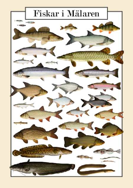 Fiskar i Mälaren | Länsstyrelsen Stockholm