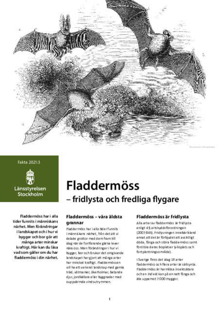 Fladdermöss – Fridlysta och fredliga flygare | Länsstyrelsen Stockholm